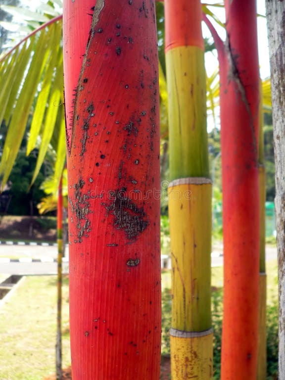 Natural Red Bamboo, Borneo stock photo. Image of bands - 681082