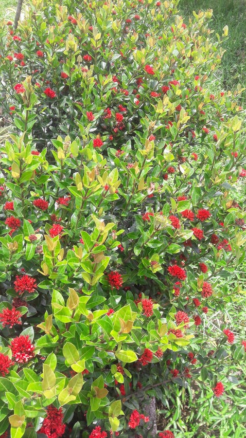 Natural Red Colour Flowering Tree . Stock Photo - Image of colour, tree ...