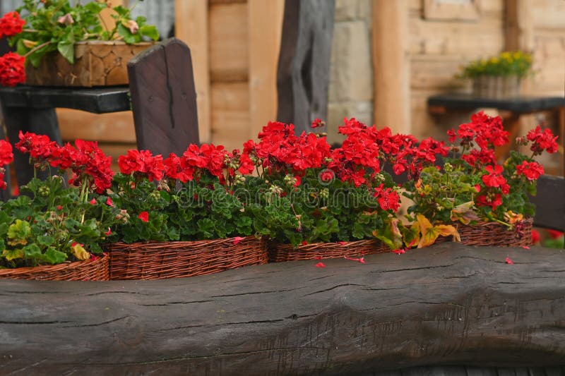 Natural Red Geranium Flowers in Baskets. Stock Image - Image of wooden ...