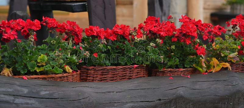 Natural Red Geranium Flowers in Baskets. in a Rustic Style. Stock Image ...