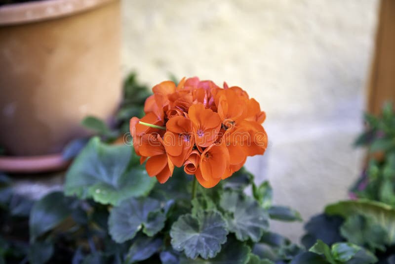 Stem geraniums stock photo. Image of grown, flowers, plants - 85321664