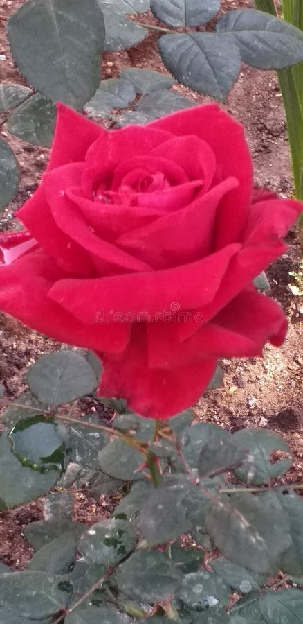 Natural red Indian roses stock image. Image of rose - 168014313