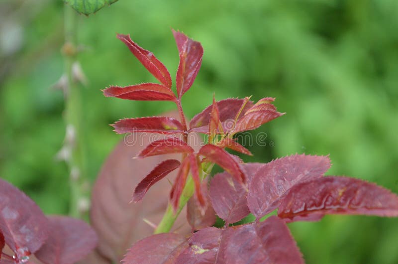 Red leave in nature. stock image. Image of nature, green - 138699079