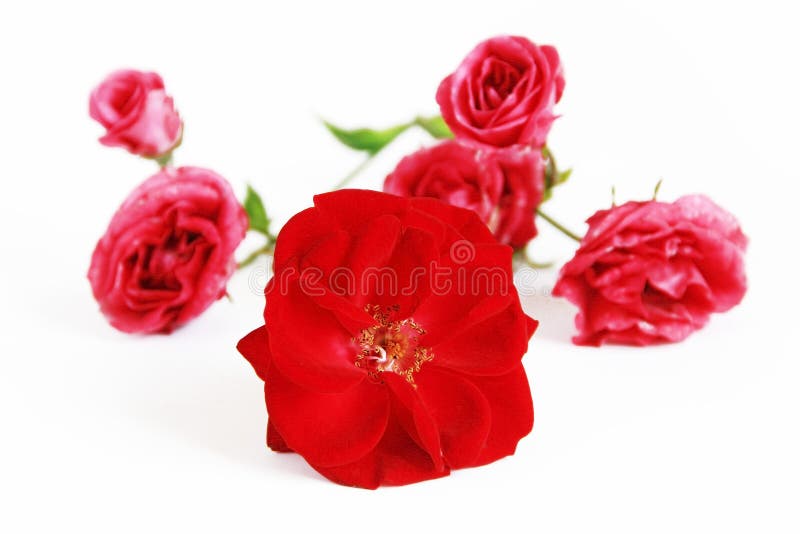Natural Red Rose Flower on White Background Stock Image - Image of ...