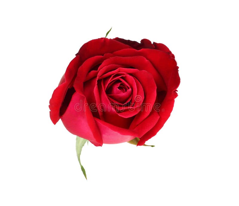 Red Rose Isolated on White Background Stock Photo - Image of macro ...