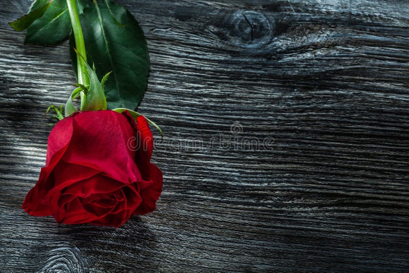 Natural Red Rose on Wooden Board Stock Image - Image of bunch, birthday ...