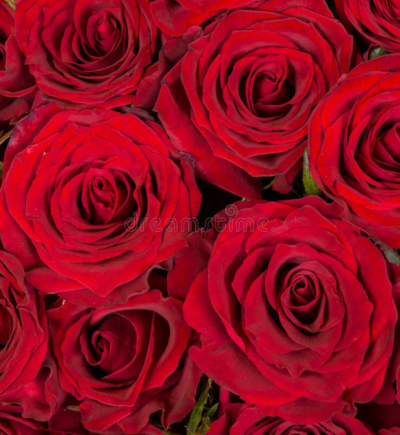 Fresh orange red roses stock image. Image of blossom, rebirth - 7976823