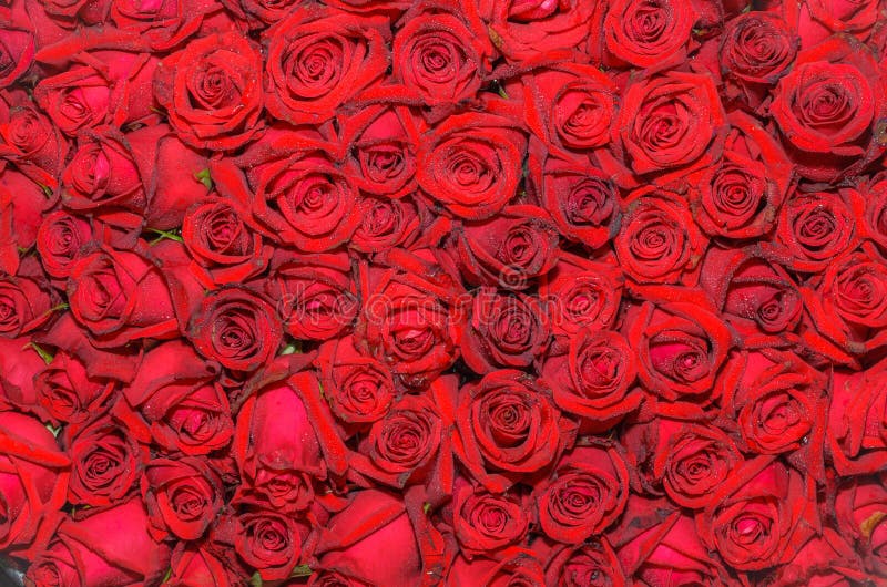 Natural Red Roses Background Stock Illustration - Illustration of ...