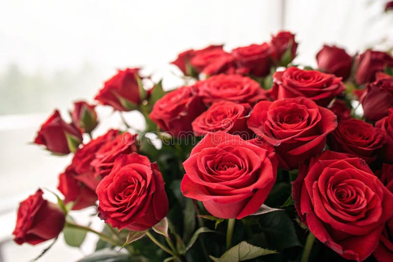 Natural Red Roses Background Stock Illustration - Illustration of fresh ...