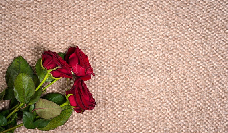 Natural red roses stock image. Image of marriage, beautiful - 70958107