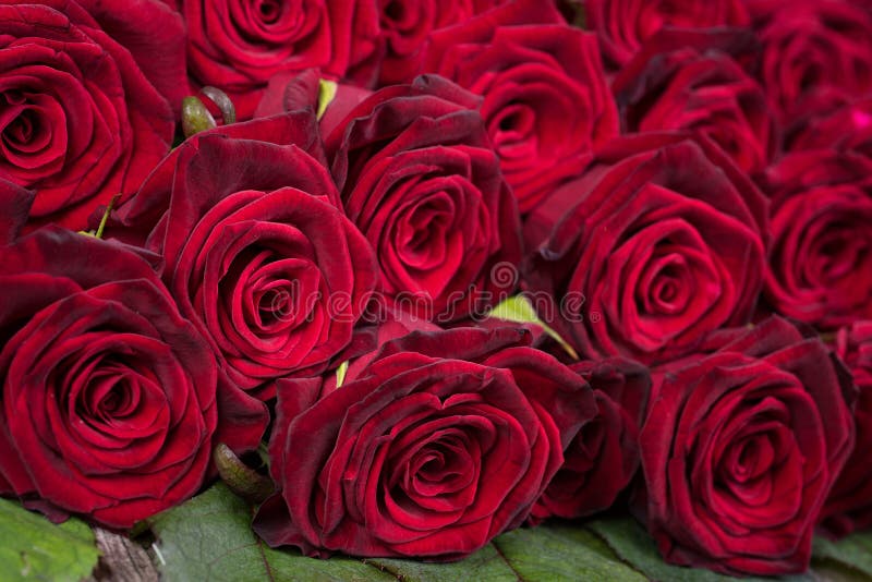 Natural red roses stock image. Image of anniversary, holiday - 76257659