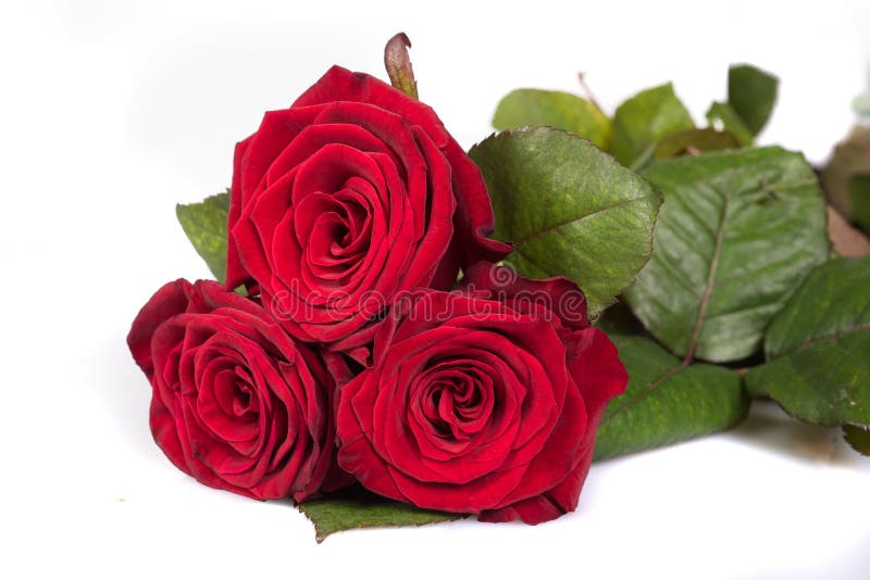 Natural red roses stock image. Image of decoration, blossom - 76738371