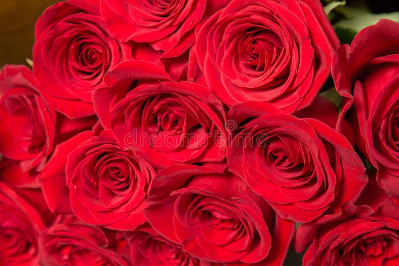 Natural Red Roses Closeup. Background Stock Image - Image of flowers ...