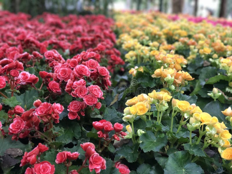 Natural Red Roses and Yellow Roses in the Garden. Stock Photo - Image ...