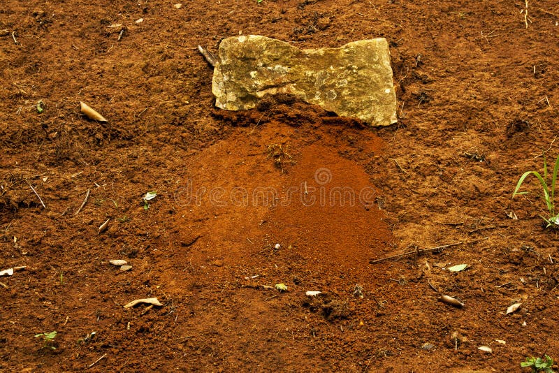 Natural Red Sandy Soil Rocks and Green Plants Stock Image - Image of ...