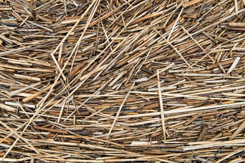 Texture of reed mat. stock photo. Image of vertical, colour - 69249036