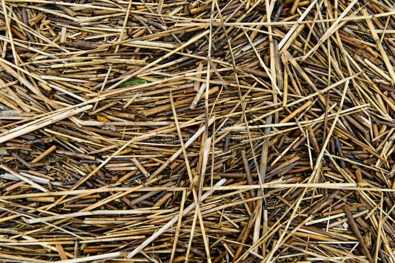 Texture of reed mat. stock photo. Image of vertical, colour - 69249036