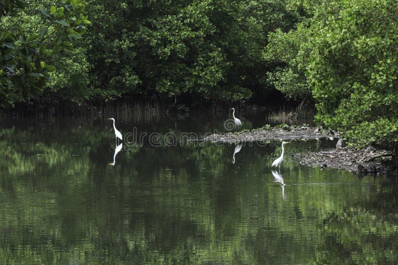 Natural Reflection in Mangrove Forest Stock Photo - Image of water ...