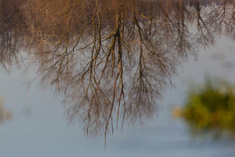 Reflection of Winter Tree without Foliage on Water Surface Stock Photo ...