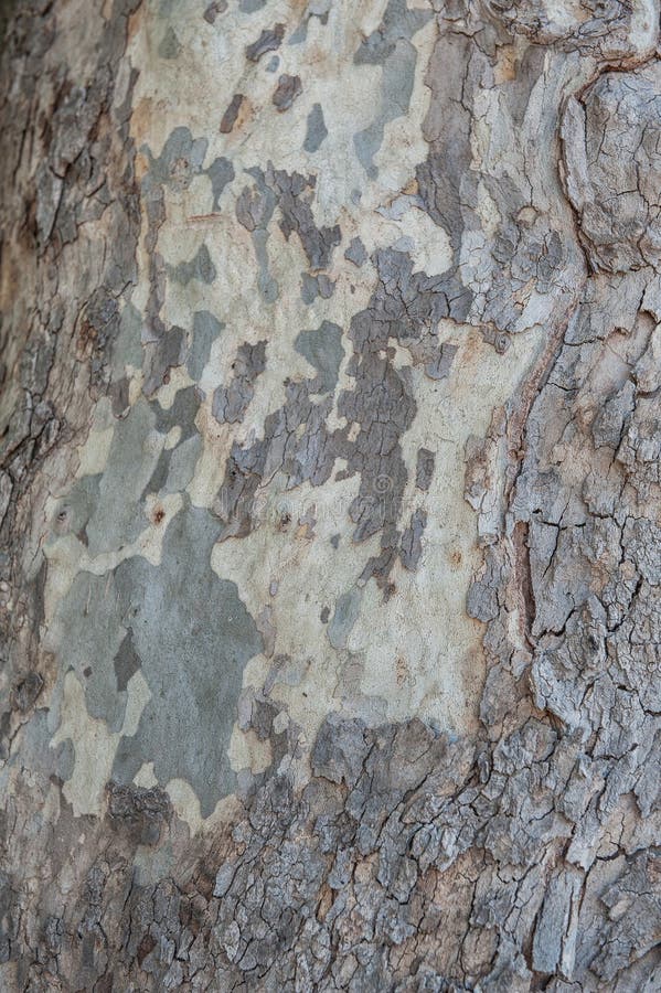 Natural Relief Background of Tree Bark Texture Stock Image - Image of ...
