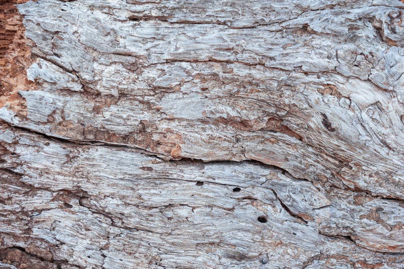 Natural Relief Background of Tree Bark Stock Photo - Image of grain ...