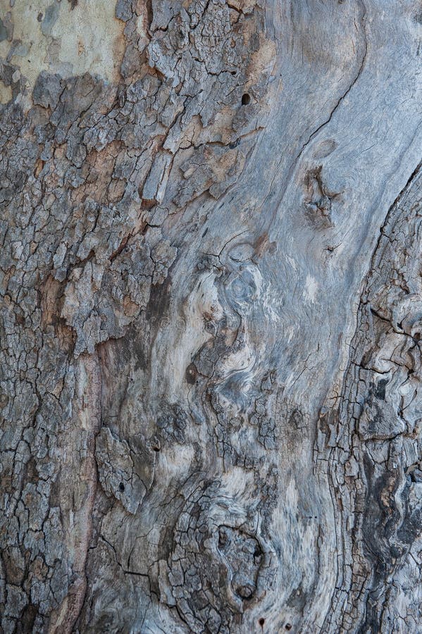 Natural Relief Background of Tree Bark Texture Stock Image - Image of ...
