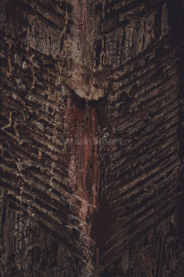 Natural Resin from Pine Tree Trunks - Extraction of Sap from Pine Trees ...