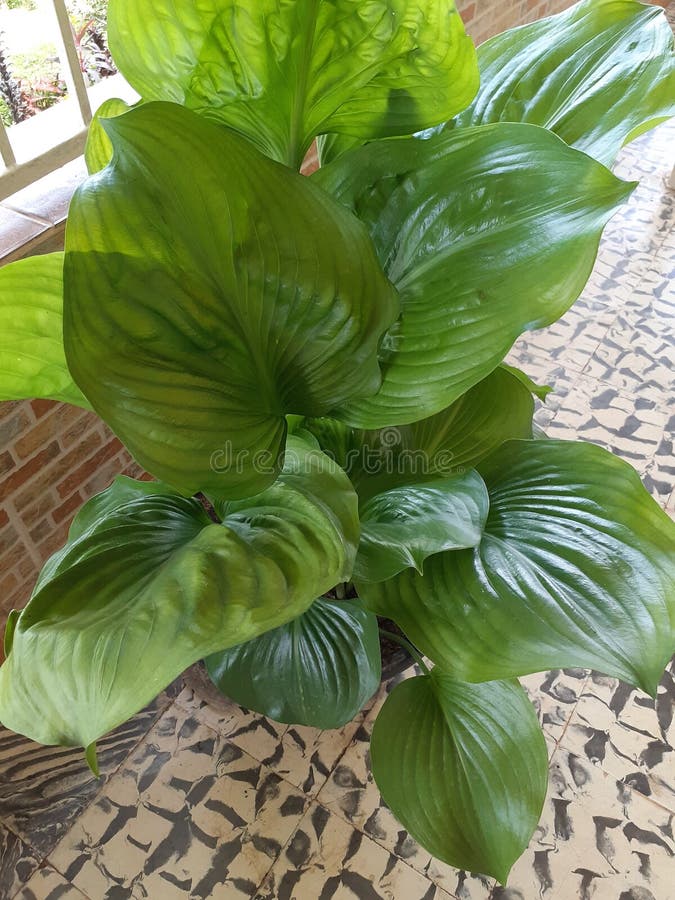 Natural Resources Green Fan. Stock Photo - Image of natural, jungle ...