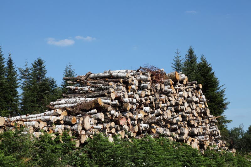 Natural Resources Wood Timber Stock Photo - Image of energy, forestry ...