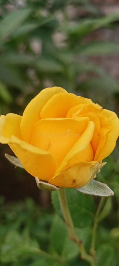 Natural Resources is Yellow Roses Stock Image - Image of tulip, roses ...