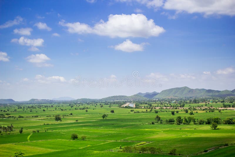 Natural rice field stock photo. Image of natural, fresh - 41916712