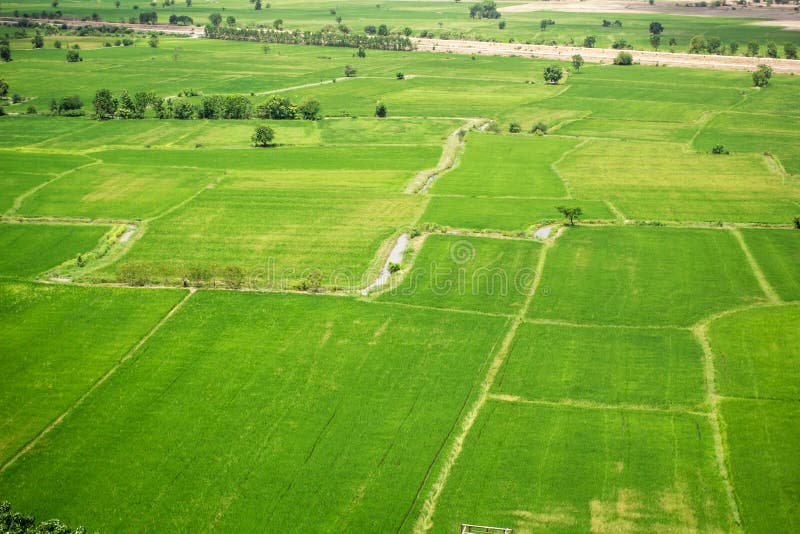 Natural rice field stock image. Image of asia, grass - 41916865