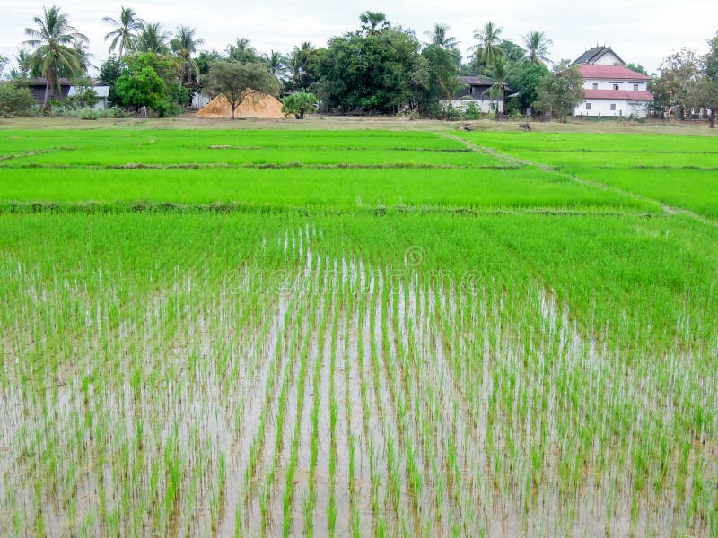 Natural Rice Field in Champasak Stock Image - Image of scenic, rice ...