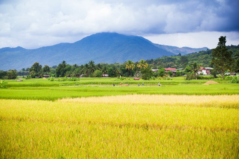 Natural Rice Field and Mountain Stock Photo - Image of field ...