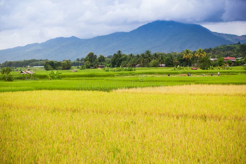 Natural Rice Field and Mountain Stock Photo - Image of meadow, ladder ...