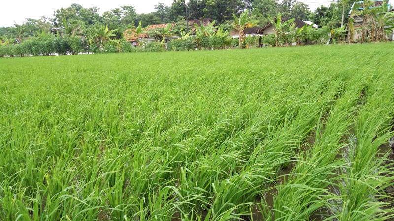 Rice Field stock photo. Image of plantation, beautiful - 101381018