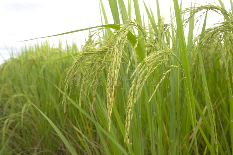 Natural Rice Fields in the Countryside in Northern Thailand Stock Image ...