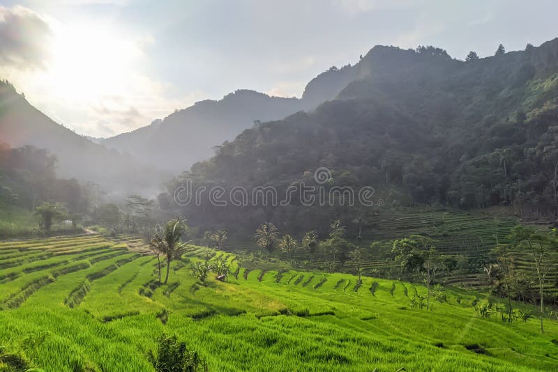 Natural Rice Fields with Mountains in the Afternoon Stock Image - Image ...