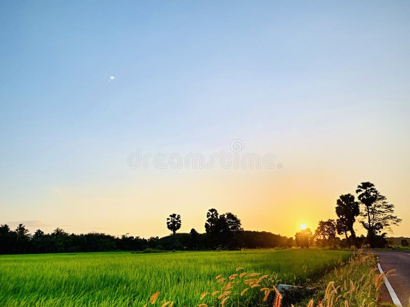 Natural Rice Fields in Pattani, Thailand Stock Image - Image of ...