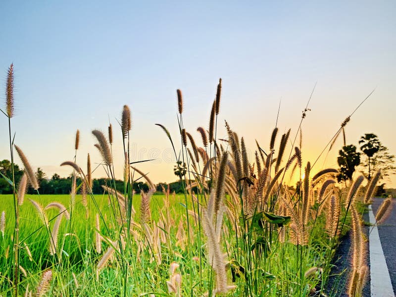 Natural Rice Fields in Pattani, Thailand Stock Image - Image of nature ...