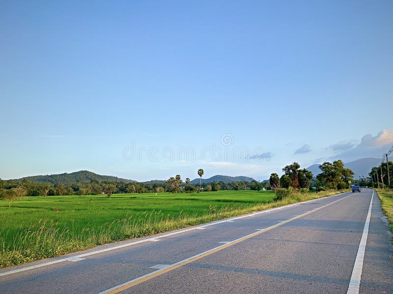 Natural Rice Fields in Pattani, Thailand Stock Image - Image of pattani ...