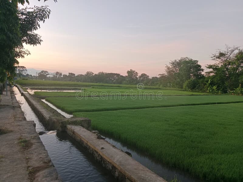 Natural Rice Fields stock photo. Image of green, rice - 284538394