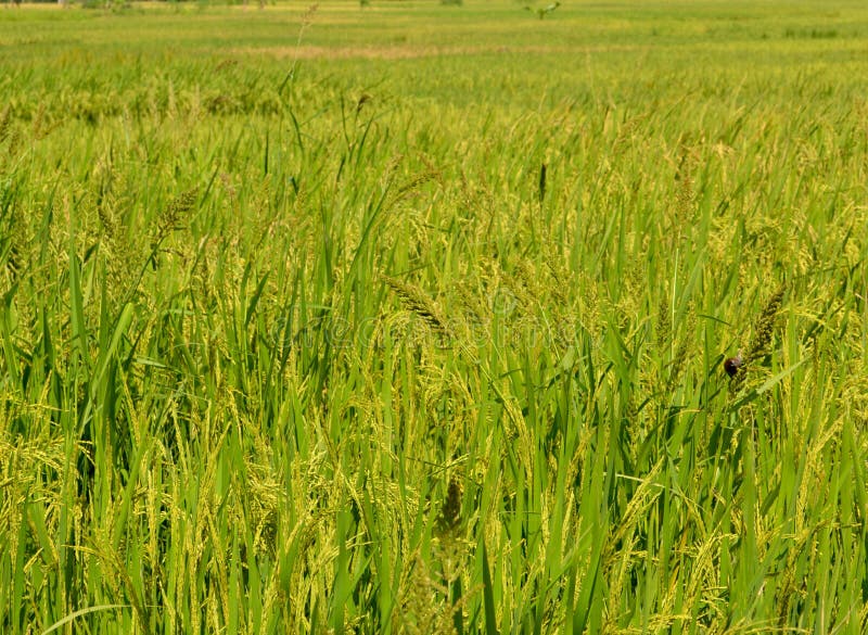 Natural Rice Fields with Yellow Rice Stock Image - Image of grain ...