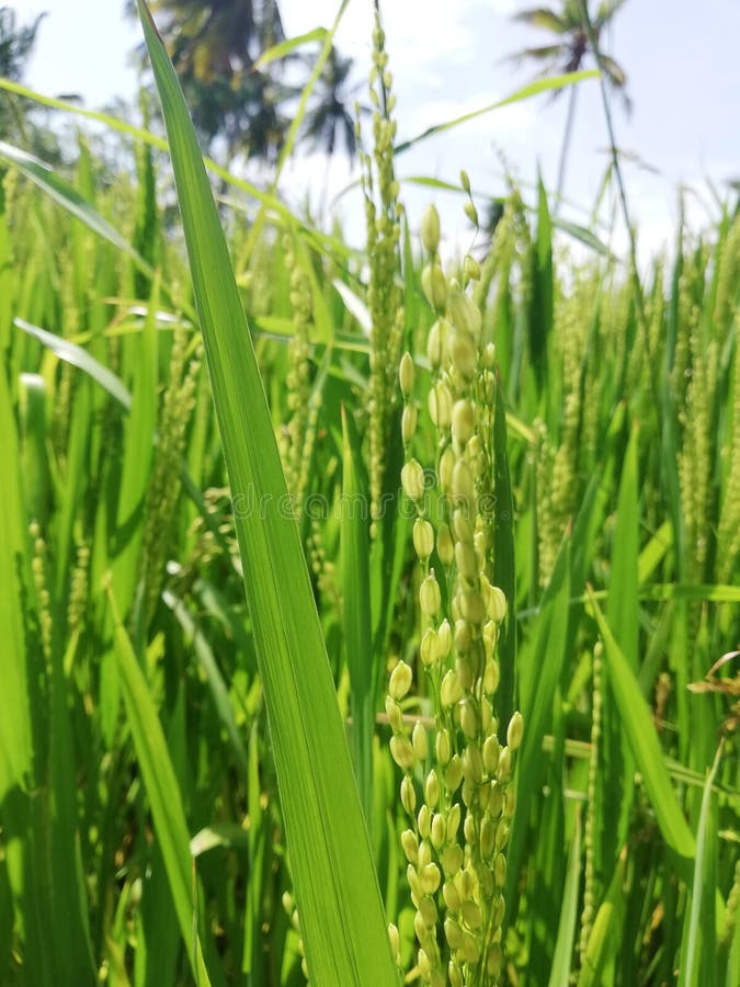 A Natural Rice Tree in Sri Lanka Stock Photo - Image of real, lanka ...