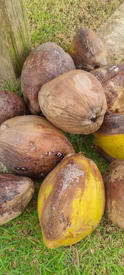 Pile of Natural Ripe Coconuts Stock Image - Image of exotic, coconut ...