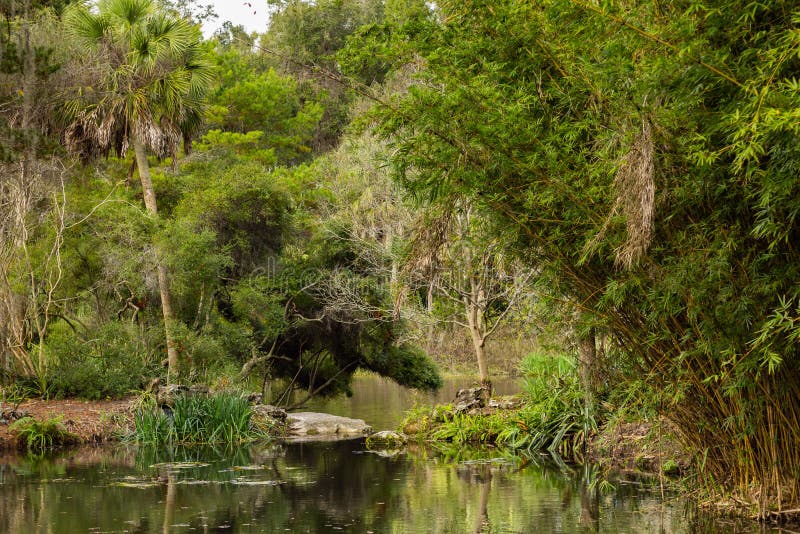 Natural River Spring Botanical Garden Stock Image - Image of green ...