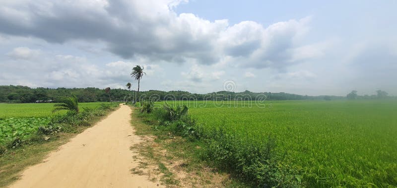 Natural road highway stock image. Image of tree, plantation - 251397775