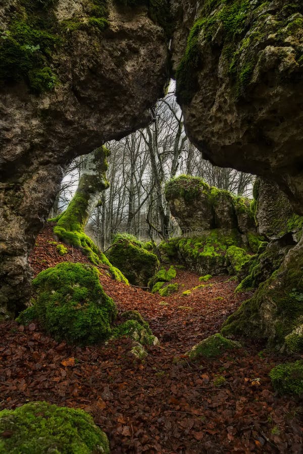 Natural Tree Arch Forest Stock Images - Download 4,138 Royalty Free Photos