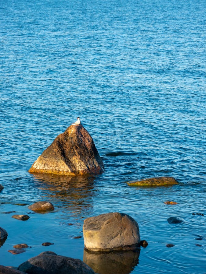 Natural Rock Formation on the Waterfront.a Tern Sitting on the Top of a ...