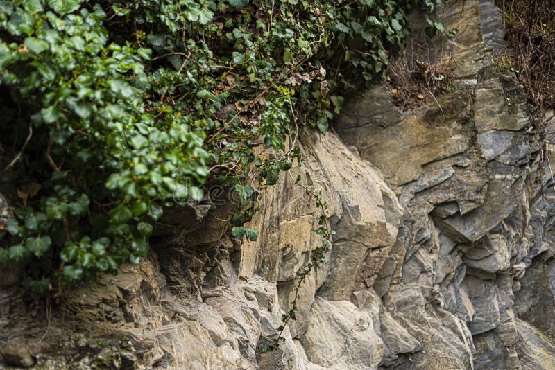 Natural Rock Wall, Creepers Falling Down Stock Image - Image of ...